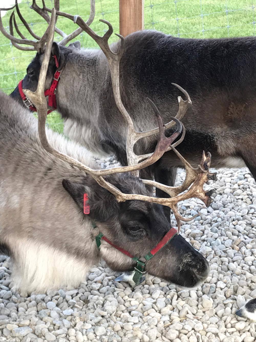 Gallery – Reindeer Ridge