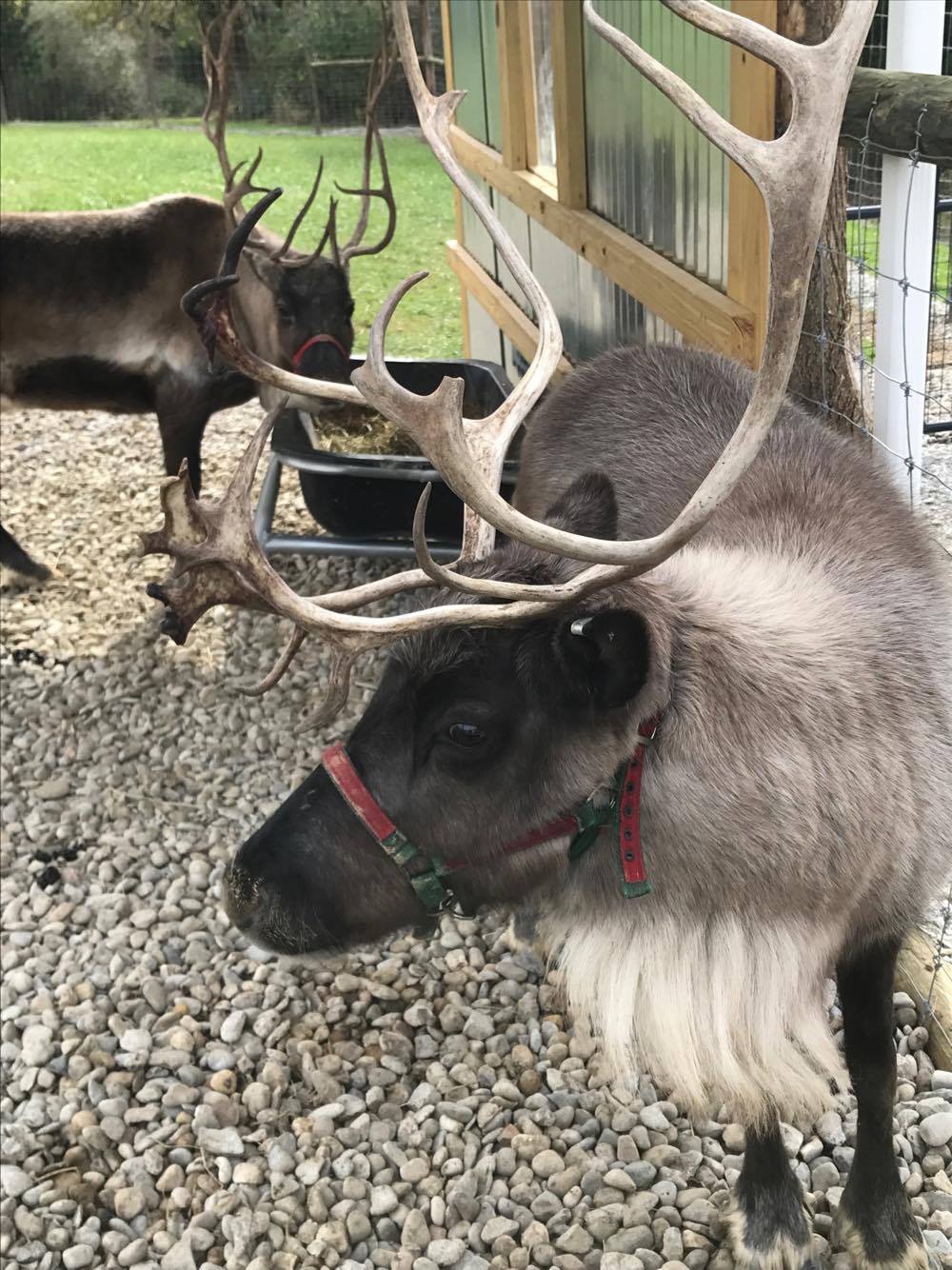 Gallery – Reindeer Ridge