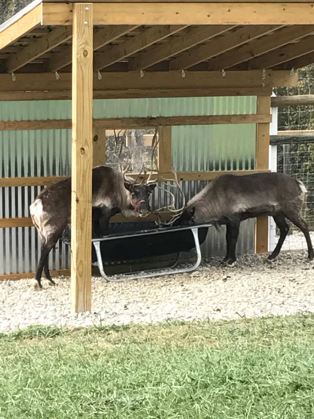 Gallery – Reindeer Ridge