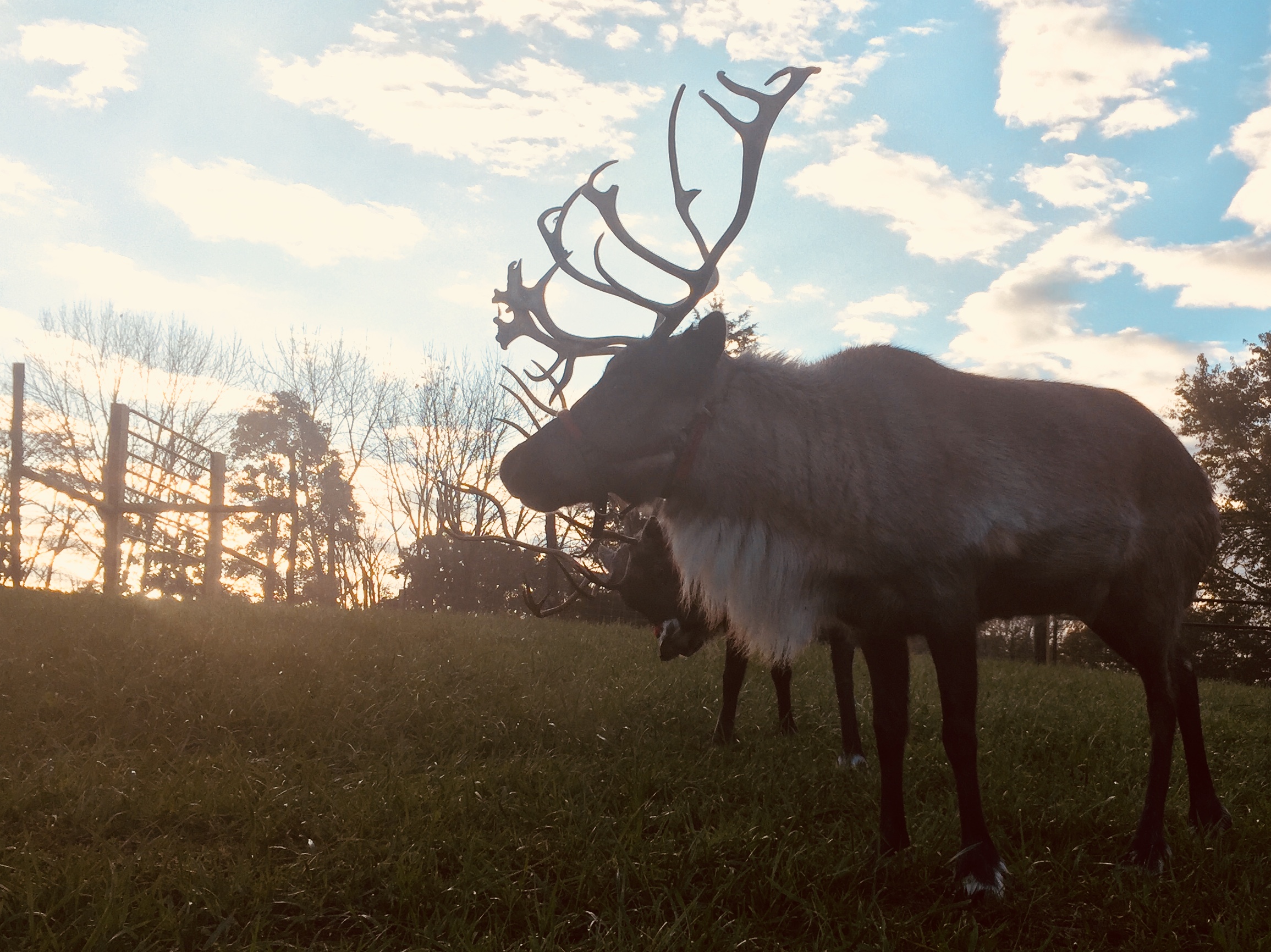 Gallery – Reindeer Ridge