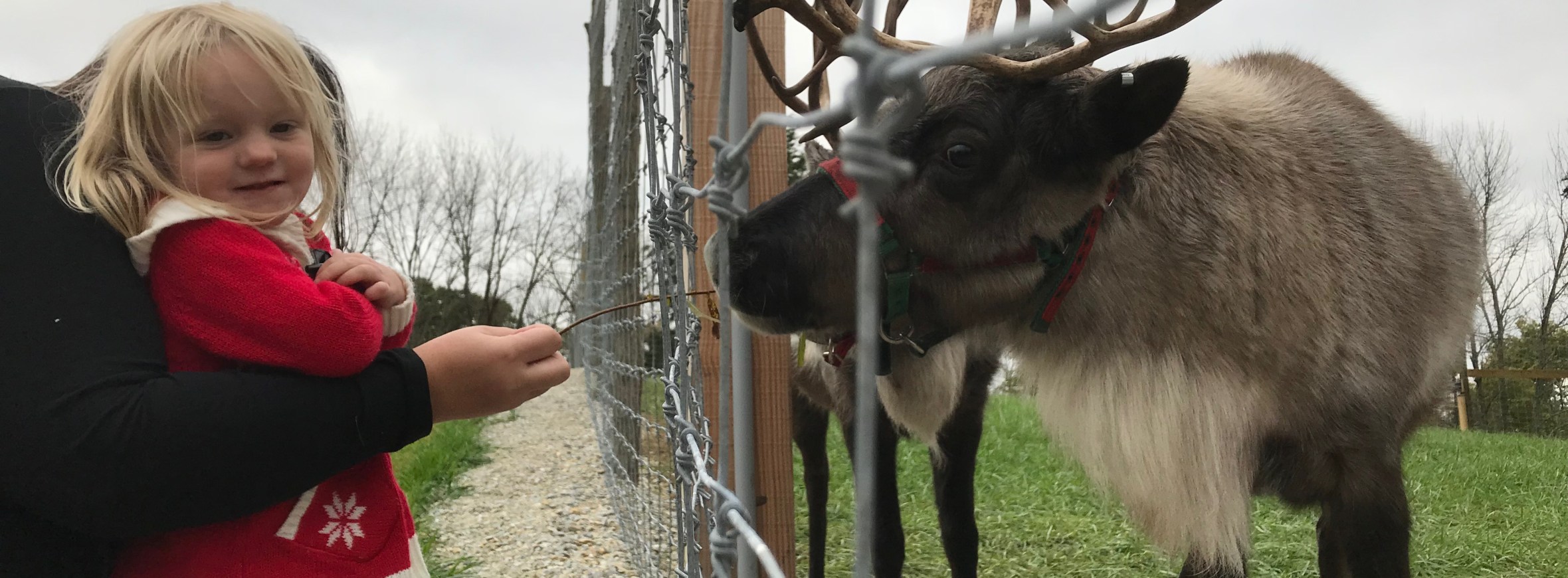 Reindeer Ridge – A family-owned reindeer farm in southeastern Indiana ...