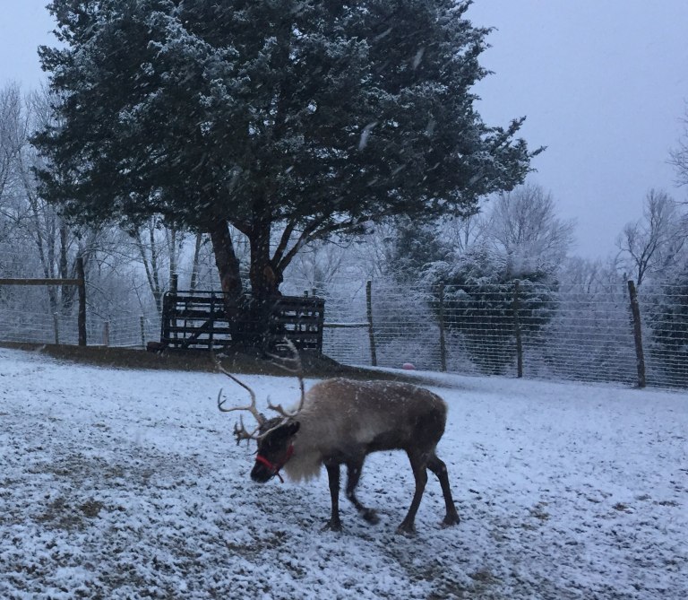 Reindeer Ridge – A family-owned reindeer farm in southeastern Indiana ...