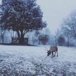 Reindeer Ridge – A family-owned reindeer farm in southeastern Indiana ...