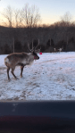 Reindeer Ridge – A family-owned reindeer farm in southeastern Indiana ...