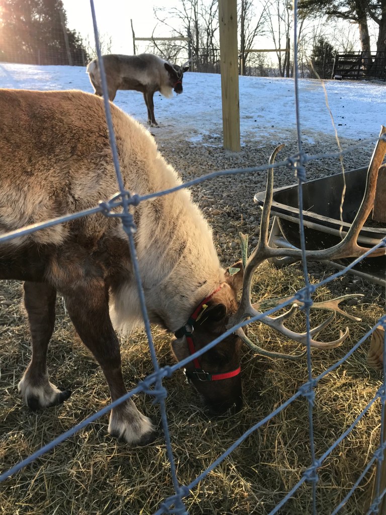 Reindeer Ridge – A family-owned reindeer farm in southeastern Indiana ...