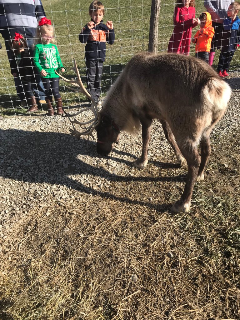 Reindeer Ridge – A family-owned reindeer farm in southeastern Indiana ...