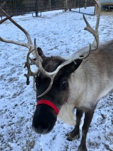 Reindeer Ridge – A family-owned reindeer farm in southeastern Indiana ...