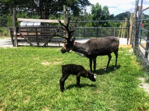 Reindeer Ridge – A family-owned reindeer farm in southeastern Indiana ...