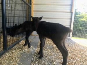 Reindeer Ridge – A family-owned reindeer farm in southeastern Indiana ...