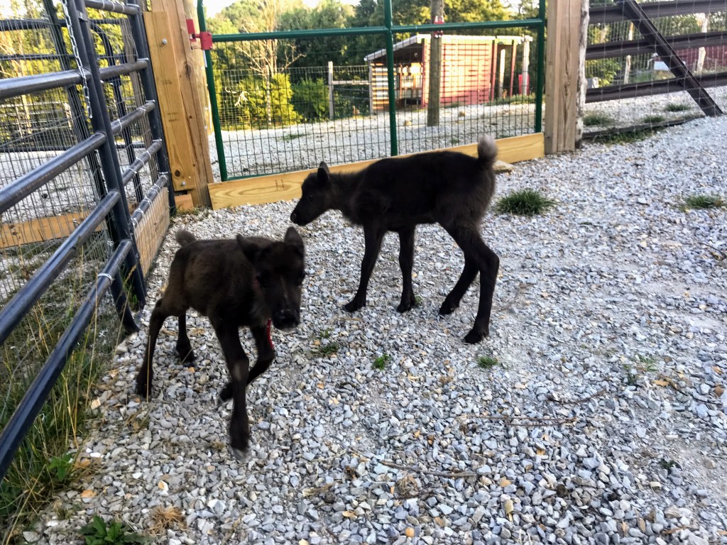 Reindeer Ridge – A family-owned reindeer farm in southeastern Indiana ...