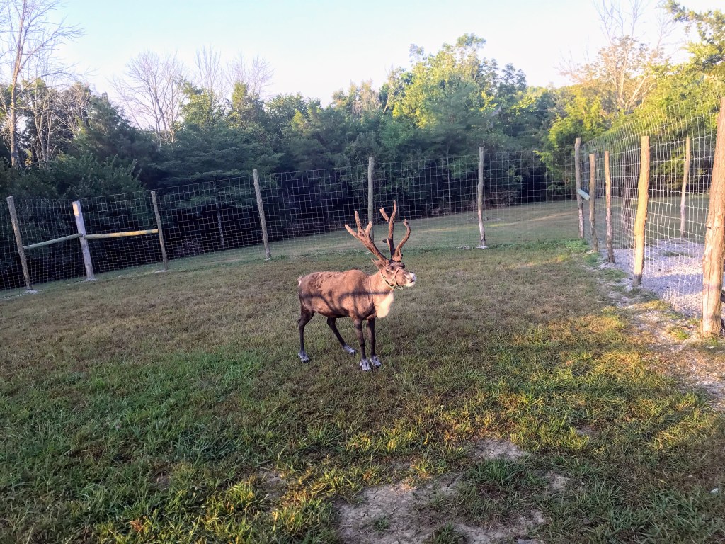 Reindeer Ridge – A family-owned reindeer farm in southeastern Indiana ...