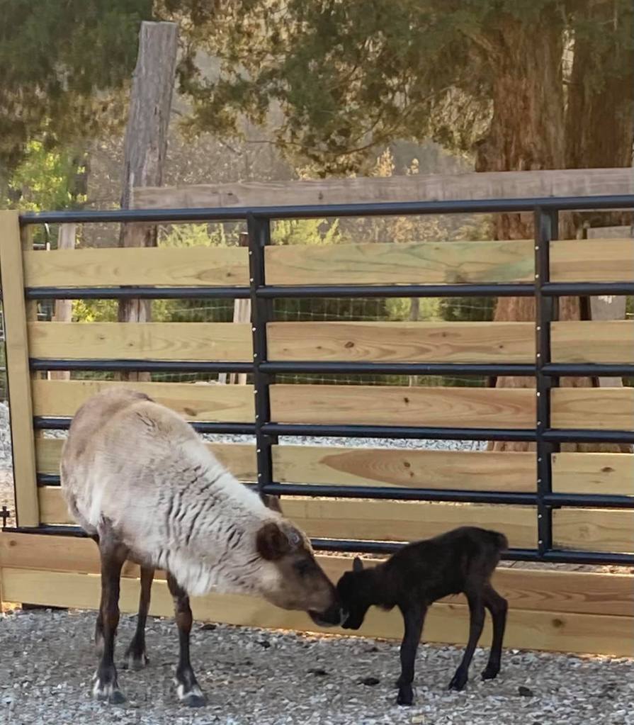 Reindeer Ridge – A family-owned reindeer farm in southeastern Indiana ...