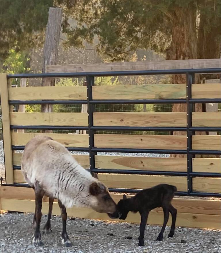 Reindeer Ridge – A family-owned reindeer farm in southeastern Indiana ...