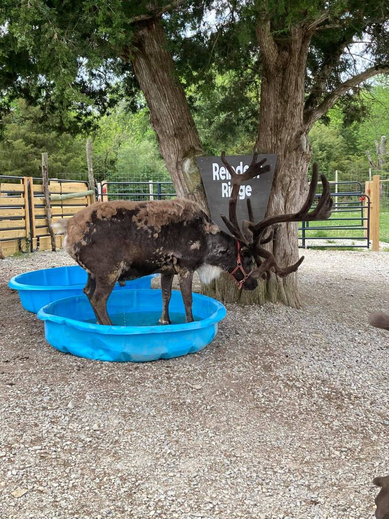 Reindeer Ridge – A family-owned reindeer farm in southeastern Indiana ...