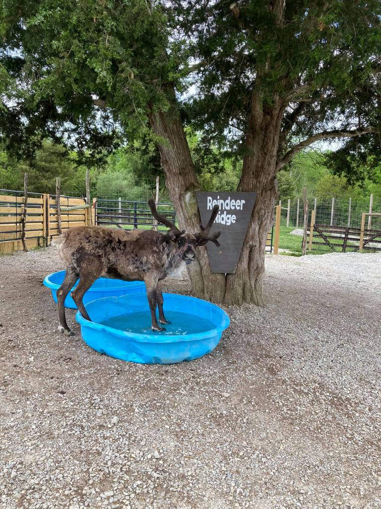Reindeer Ridge – A family-owned reindeer farm in southeastern Indiana ...