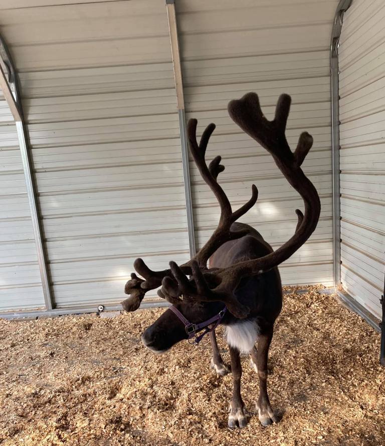 Reindeer Ridge – A family-owned reindeer farm in southeastern Indiana ...