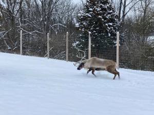 Reindeer Ridge – A family-owned reindeer farm in southeastern Indiana ...