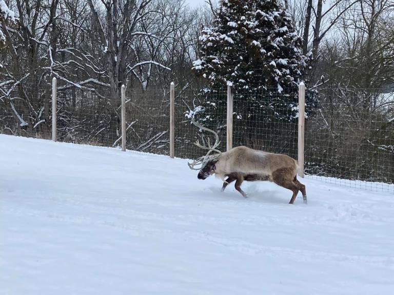 Reindeer Ridge – A family-owned reindeer farm in southeastern Indiana ...