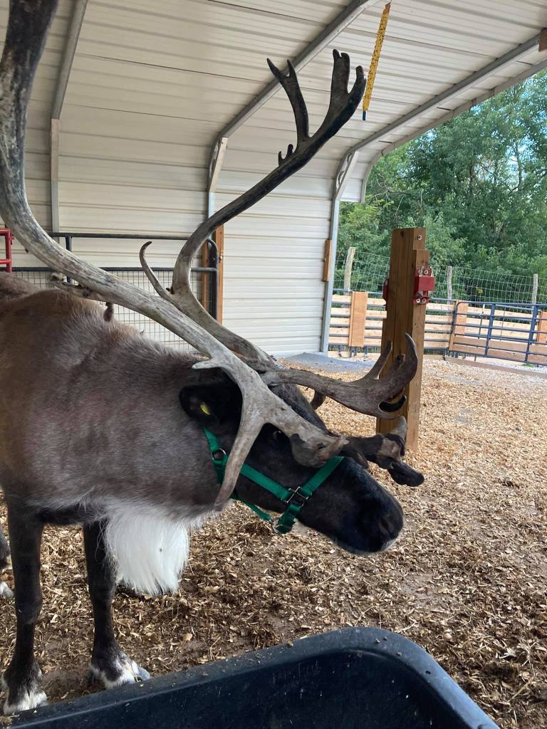 Reindeer Ridge – A family-owned reindeer farm in southeastern Indiana ...